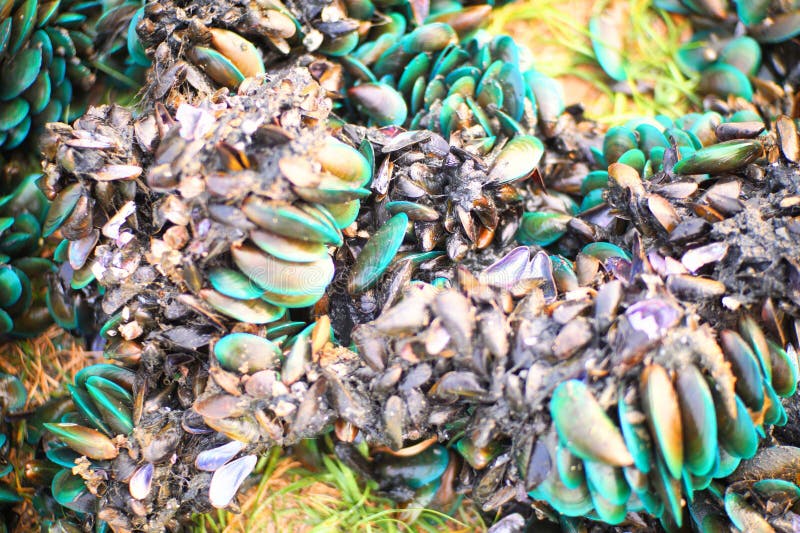 A Pile of Fresh Shells Produced by a Fisherman. Stock Photo - Image of ...