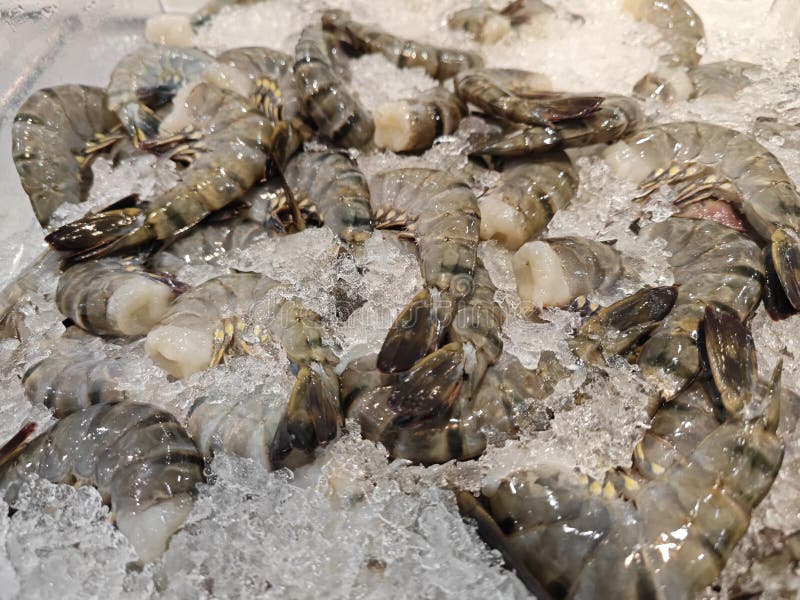 Pile of Fresh Tiger Prawns Frozen on Ice. Stock Photo - Image of fresh ...