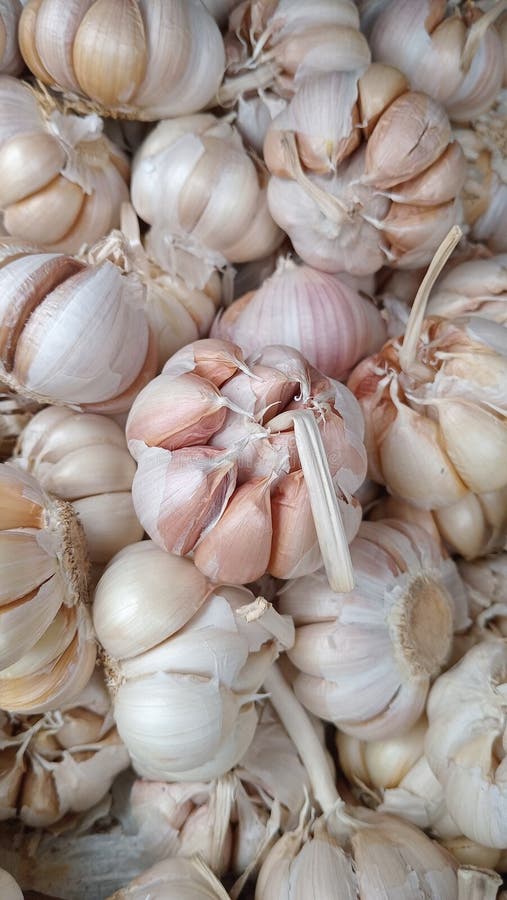 A Pile of Fresh Whole Garlic Stock Photo - Image of leaf, cuisine ...