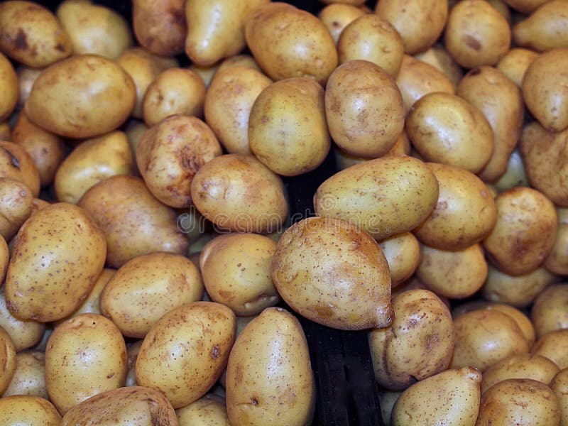 Macro of Raw Whole Potatoes Stock Image - Image of farming, holland ...