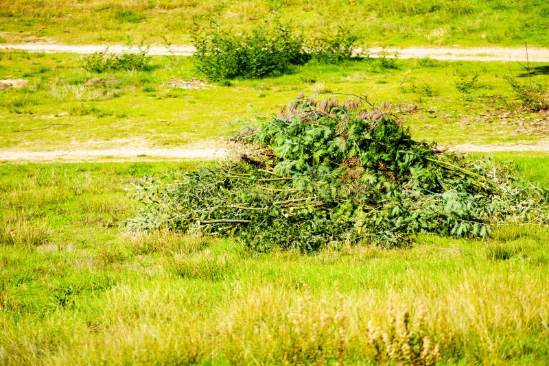Pile of Freshly Cut Branches in Park Stock Photo - Image of park ...
