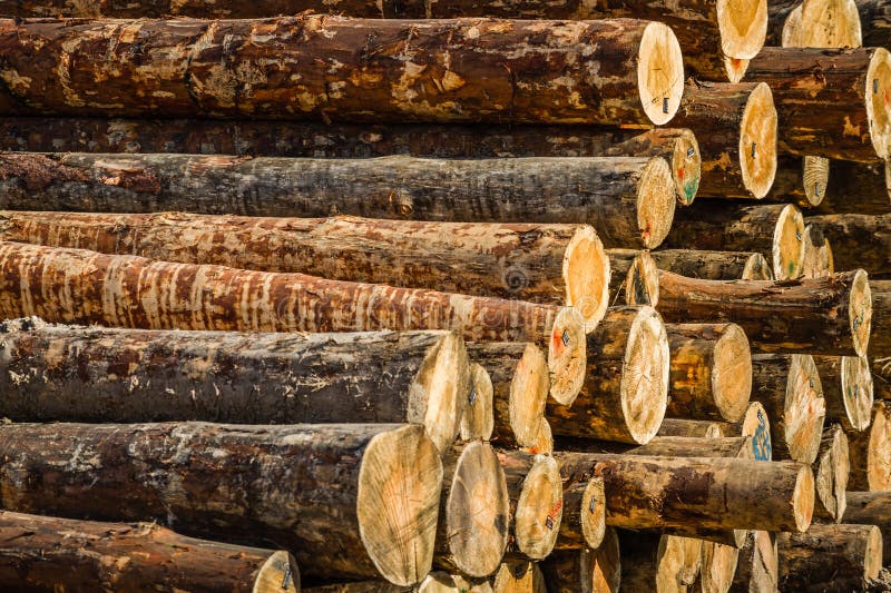 Pile of Freshly Cut Logs with Rough and Textured Bark and Visible Rings ...
