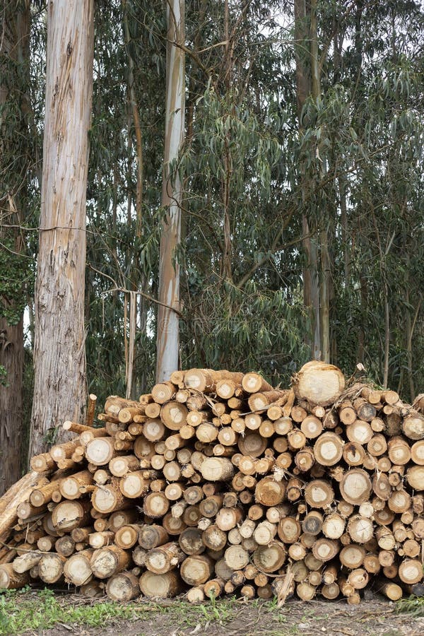 Pile of Freshly Cut Logs Stacked Next To Trees that Will Also Be Felled ...