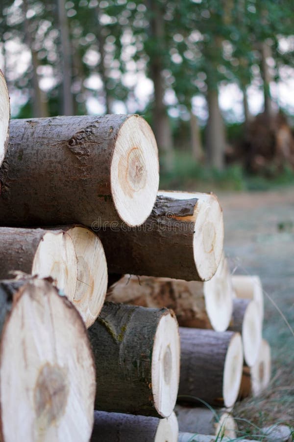 Pile of Freshly Cut Poplar Logs in a Forest Clearing Stock Image ...
