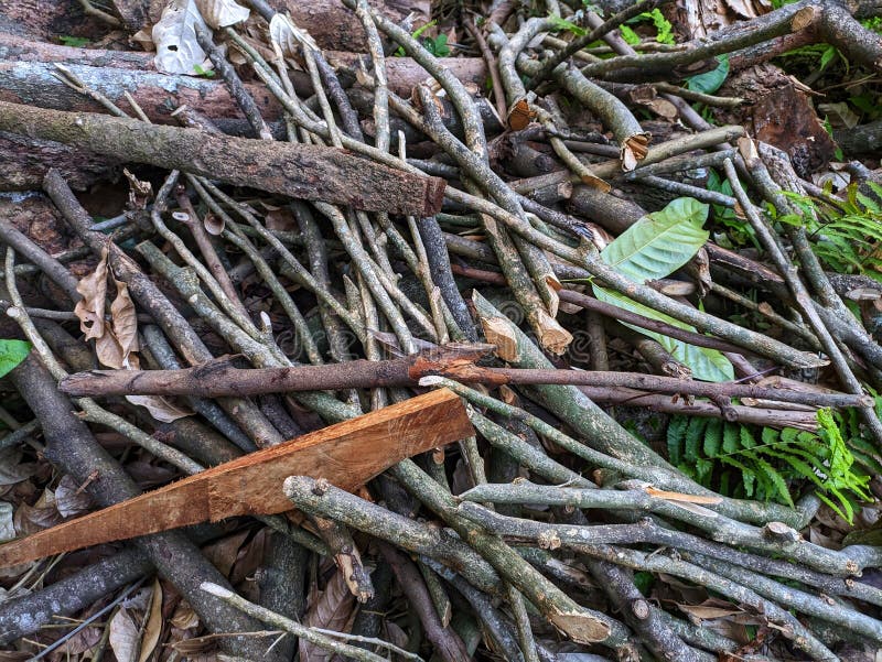 A Pile of Freshly Cut Tree Branches and Logs Stacked on the Forest ...