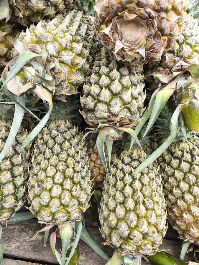 Pile Freshly Harvested Pineapple Fruit Stock Photos - Free & Royalty ...