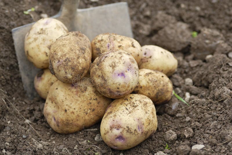 Pile of Freshly Harvested Potatoes with Spade. Stock Photo - Image of ...