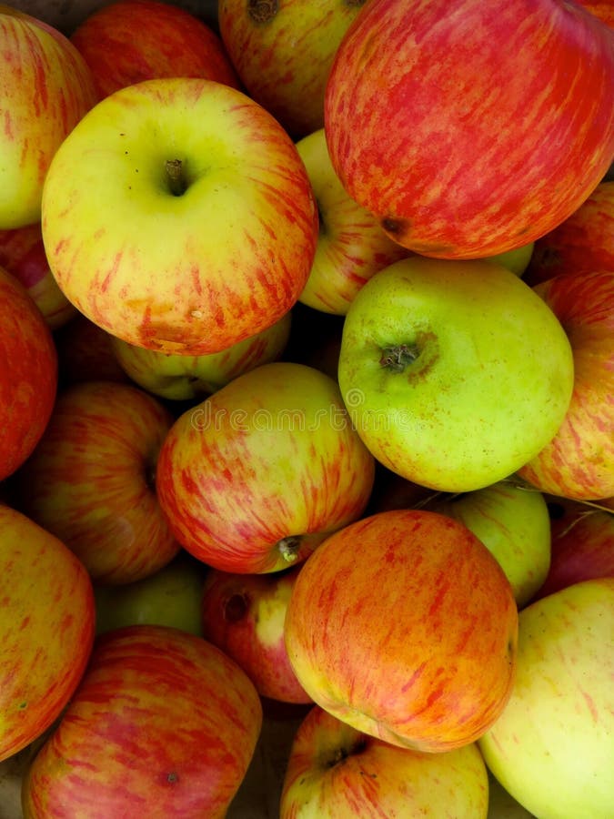 Freshly Apples At A Local Farmers Market Stock Photo - Image of exotic ...