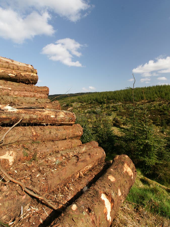 Pile of Freshly Sawn Logs stock photo. Image of chopped - 27031014