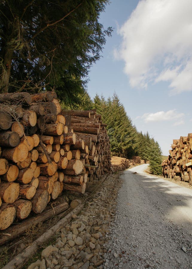 Pile of Freshly Sawn Logs stock image. Image of resource - 27031167