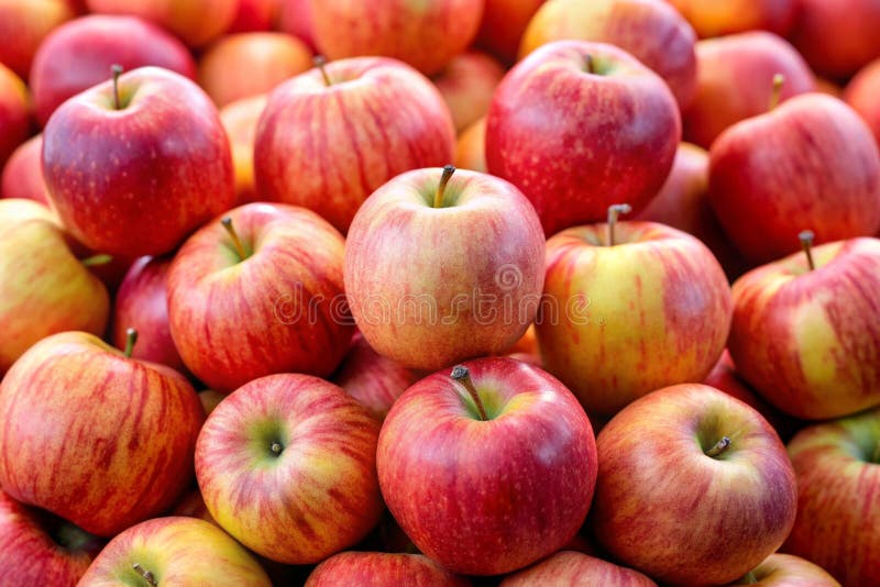 Pile of Fuji Apples stock illustration. Illustration of food - 360093231