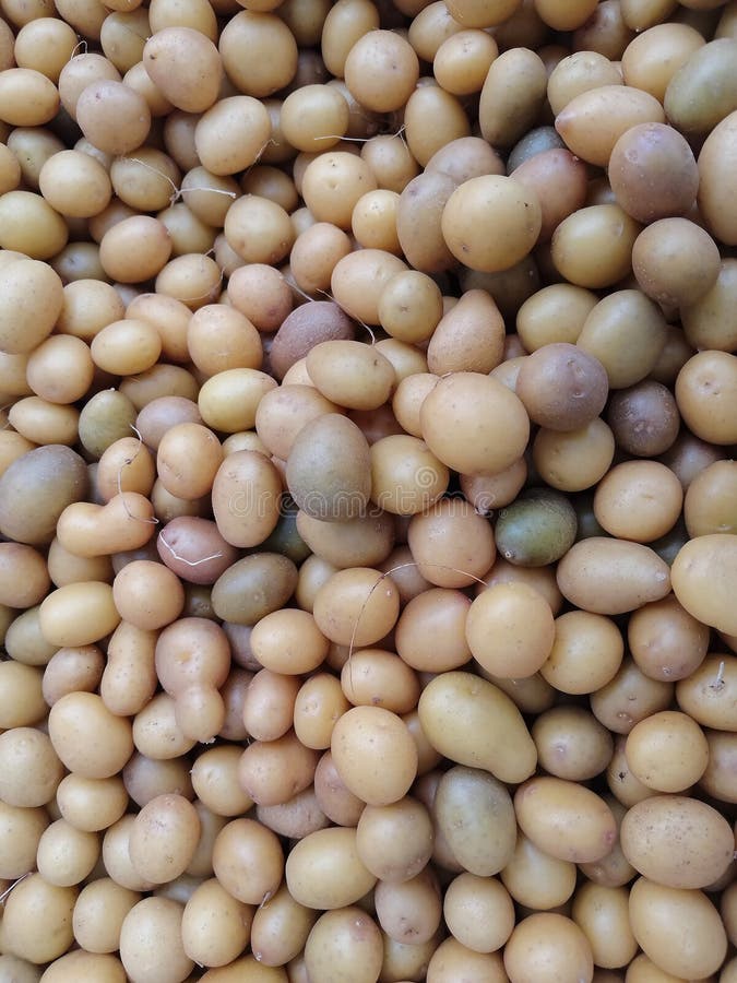 Pile of G0 Potato Seeds in a Seed Farm Stock Image - Image of exif ...
