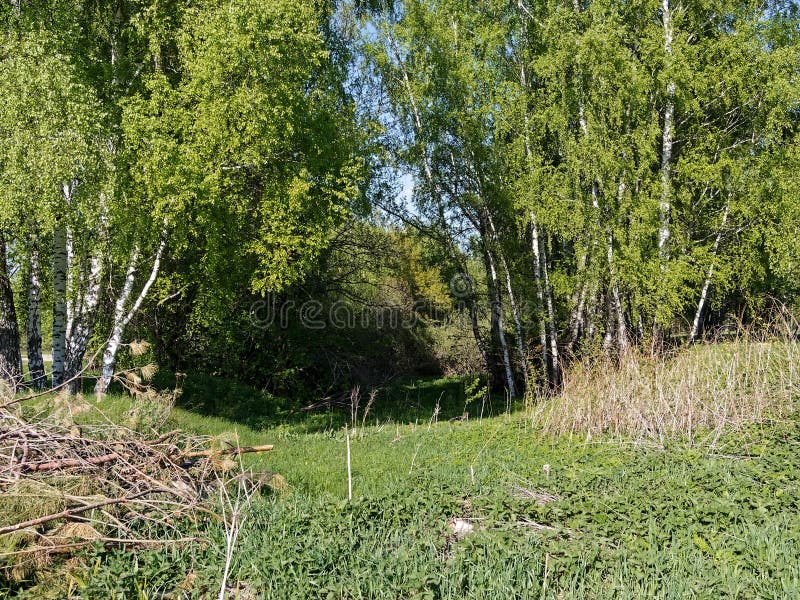 A Pile of Garbage Near the Forest in the Spring Stock Photo - Image of ...