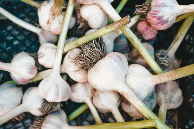 Garlic Top View. Garlic Cloves and Garlic Bulbs on Dark Wooden ...