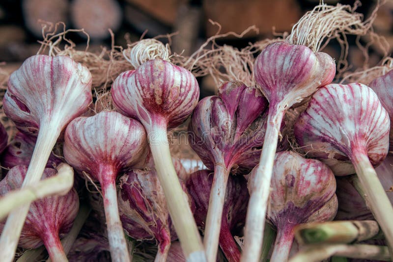 Garlic Top View. Garlic Cloves and Garlic Bulbs on Dark Wooden ...