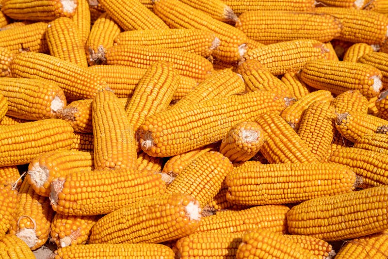 A Pile of Golden Corn in the Harvest Season Stock Photo - Image of pile ...