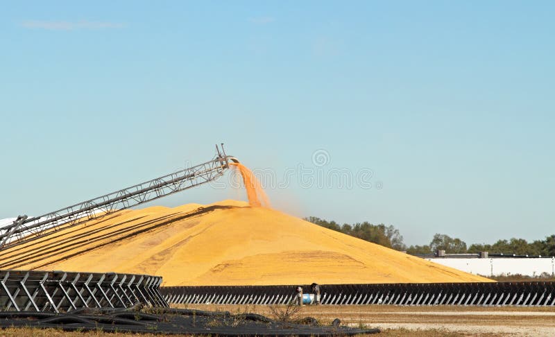 Pile of Grain stock photo. Image of pile, farming, agriculture - 16650252