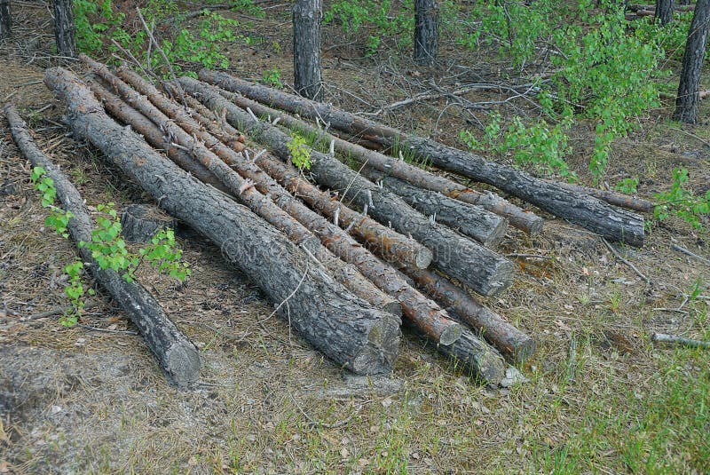 Logs in Pine Forest in Autumn Stock Photo - Image of pile, pine: 27290868
