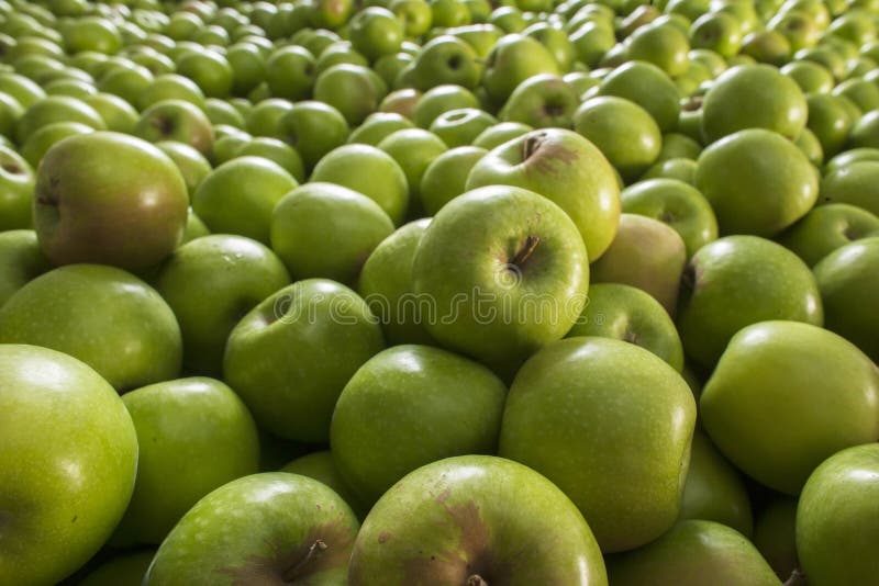 Pile of Green Apples Forming a Background Stock Photo - Image of ...