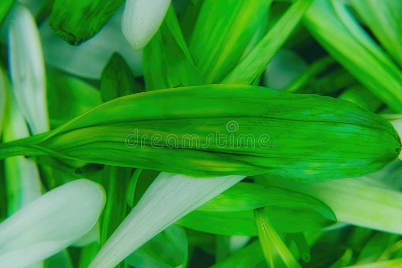 Pile of Green Daisy Petals stock photo. Image of color - 256082670