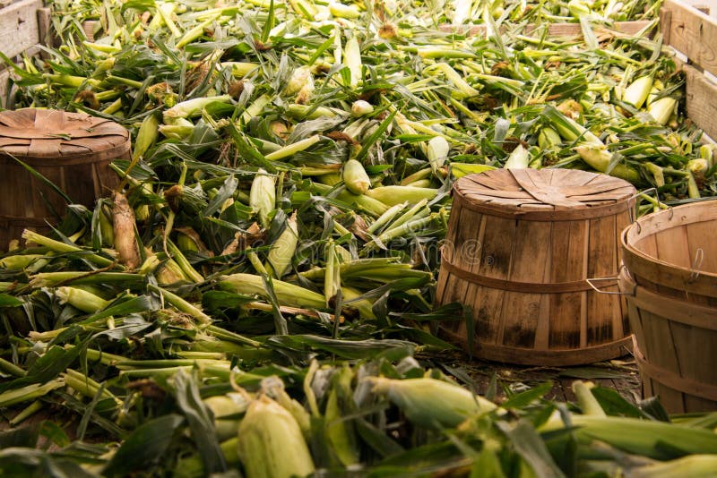 Pile of Green Ears of Corn with Husks and Silk. Stock Photo - Image of ...