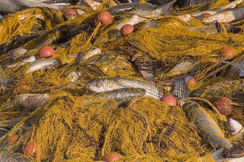 Pile of Grey Mullet Fish in a Fishing Net Stock Photo - Image of food ...