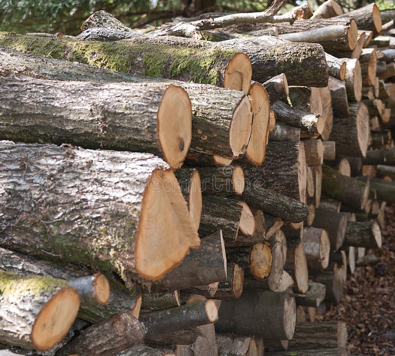 Pile of Hardwood Logs stock photo. Image of hardwood - 260193536