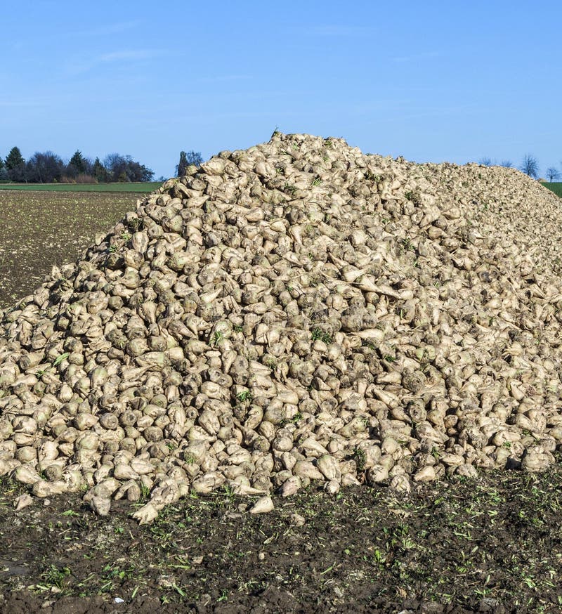 Pile of harvested beets stock photo. Image of agriculture - 17853212