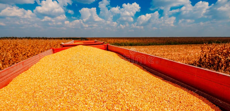 Pile of Harvested Corn Seed Grains in Tractor Trailer Stock Image ...