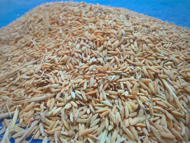 Pile of Harvested Rice Grains Dried in the Hot Sun Stock Photo - Image ...