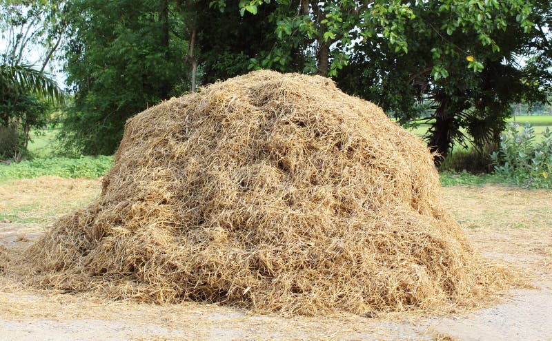 A pile of hay stock image. Image of feed, sunlight, golden - 59923255