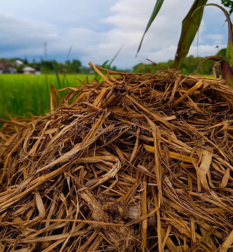 A Pile of Hay on the Edge of the Fields, To Make Fertilizer Stock Photo ...