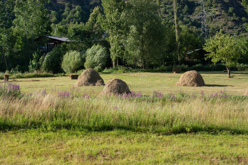 Pile of Hay on a Field View Stock Photo - Image of green, natural ...