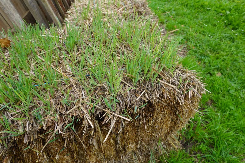 Pile of Hay with Grass Growing on it Stock Image - Image of patch, area ...