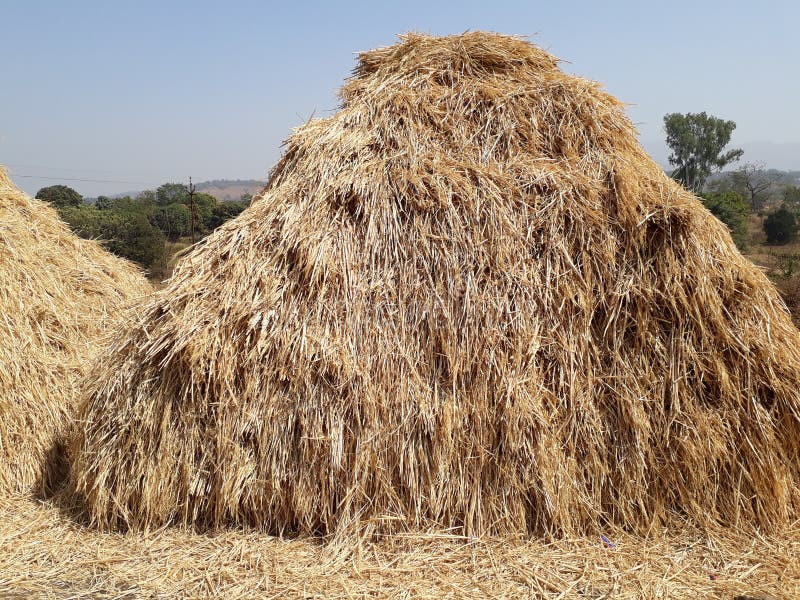 Pile of hay on ground stock image. Image of beauty, farm - 235146391