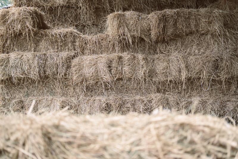 Heap of Rice Straw Hay in Farm Stock Image - Image of stack, cultivate ...