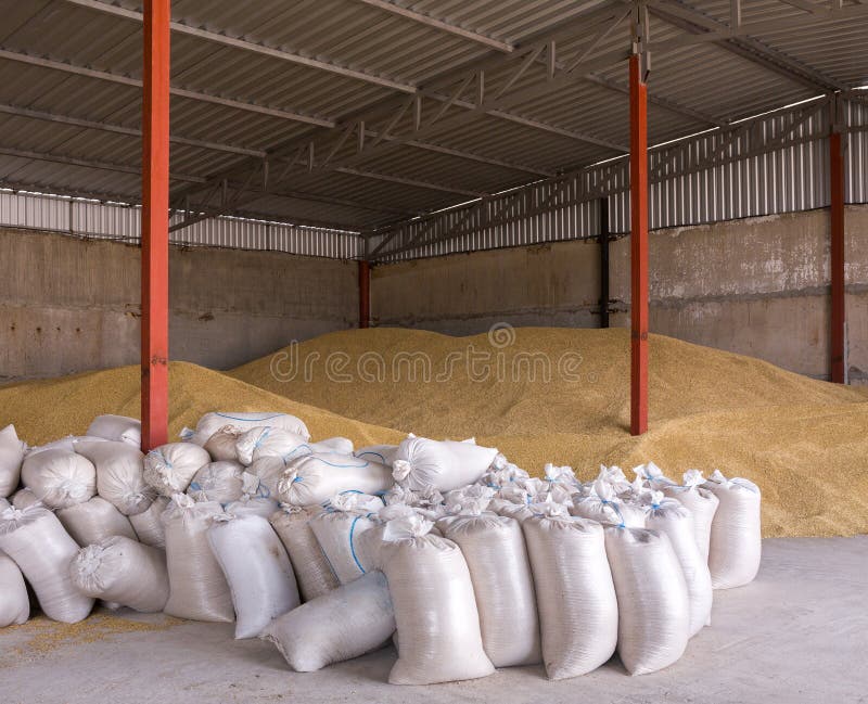 Pile of Heaps of Wheat Grains and Sacks at Mill Storage or Grain ...