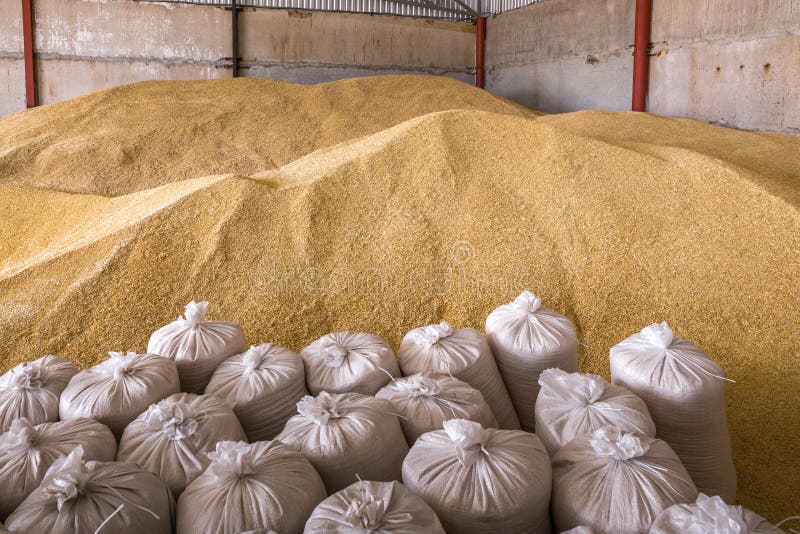 Pile of Heaps of Wheat Grains and Sacks at Mill Storage or Grain ...