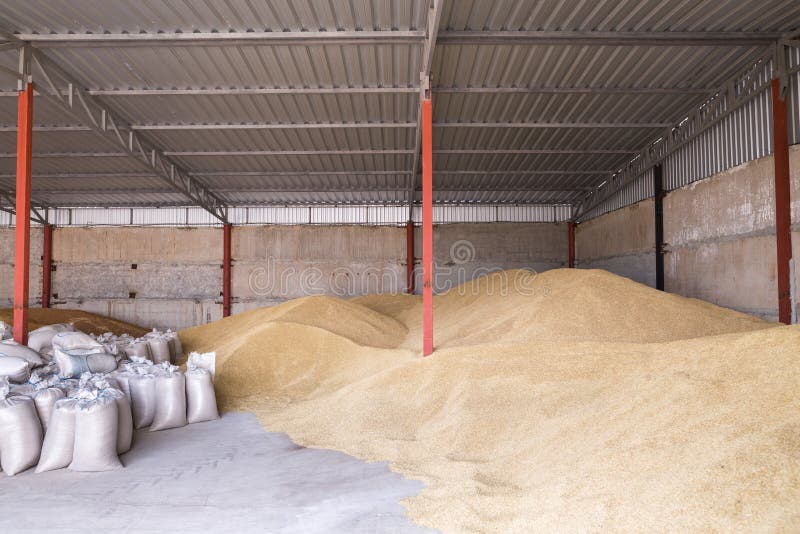 Pile of Heaps of Wheat Grains and Sacks at Mill Storage or Grain ...