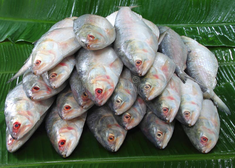 Pile of Ilish fish stock image. Image of fishtail, gangase - 36298561