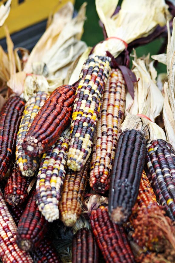 Pile of Indian Corn stock photo. Image of pile, kernels - 21774314