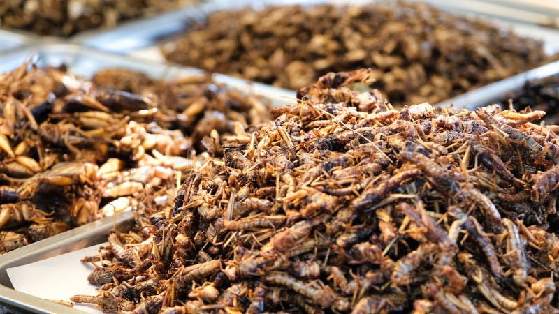 A Pile of Edible Insects is on a Table Stock Image - Image of market ...