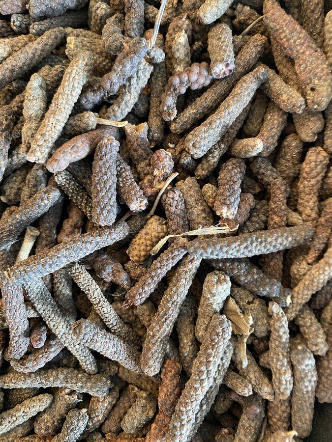 Pile of Java Long Pepper Catkins Closeup Stock Image - Image of animal, close: 296080029