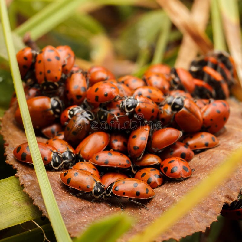 A swarm of ladybugs stock photo. Image of black, ladybird - 123187798