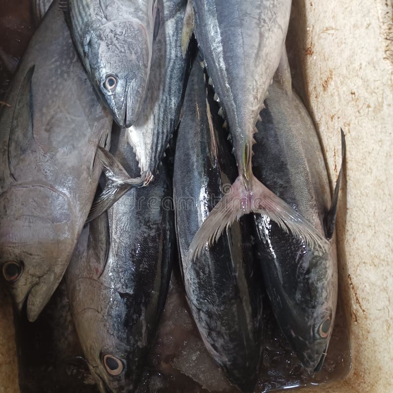 Pile Large Tuna Fish in a Box with Ice Stock Photo - Image of large ...
