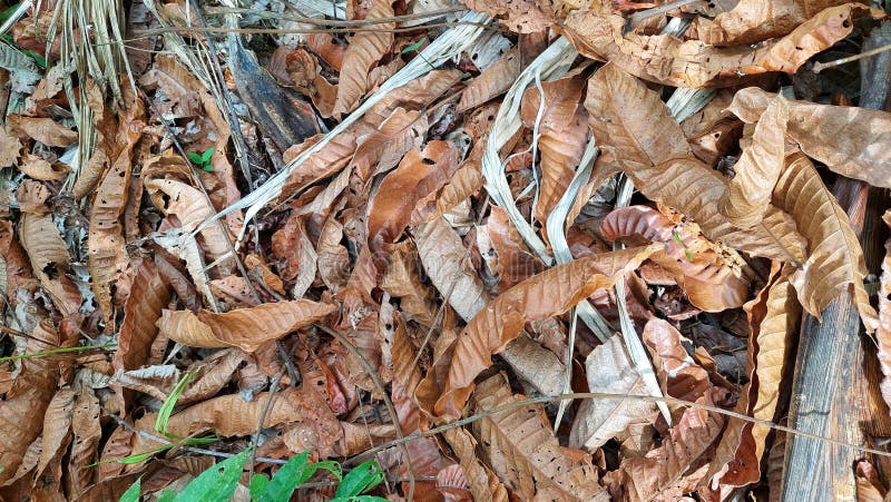 Pile of Leaf Waste To Be Used As Compost and Fertilizer Stock Photo ...