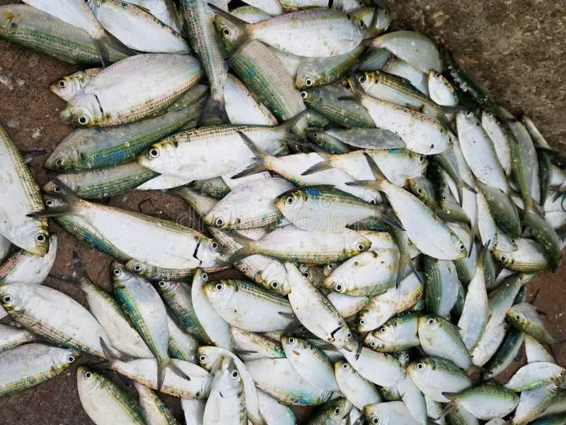 Mullet Live Bait Stock Photos - Free & Royalty-Free Stock Photos from ...