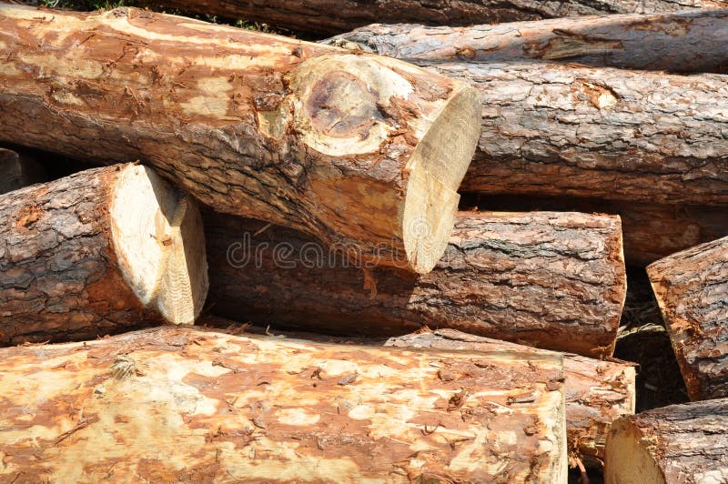 Debarked whole logs stock image. Image of logs, fresh - 5605951