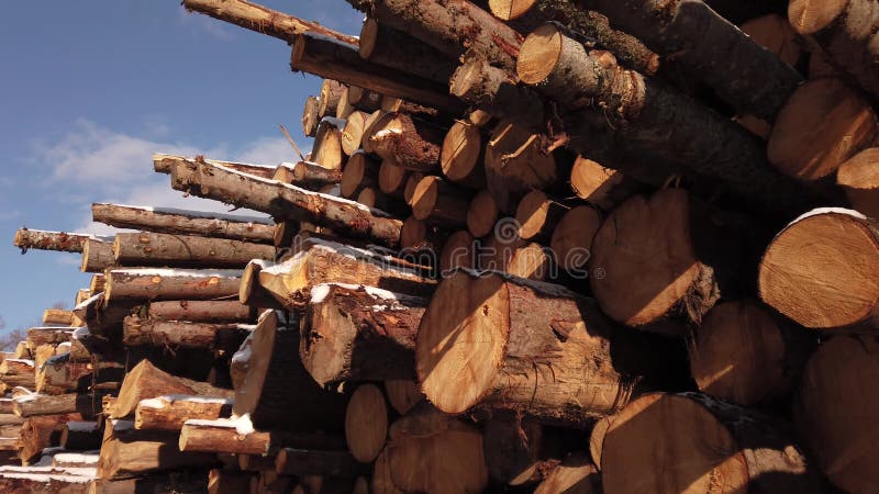 Deforestation Industry. Tree Log Piles Stacked Stock Video - Video of ...
