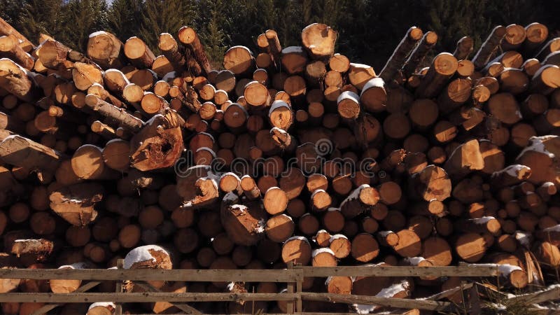 Deforestation Industry. Tree Log Piles Stacked Stock Footage - Video of ...